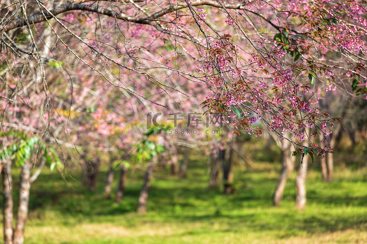 樱桃花 Prunus cerasoides 或野生喜马拉雅樱桃，泰国 Phetchaboon Phu Lom Lo 的巨型虎花。高清摄影大图-千库网