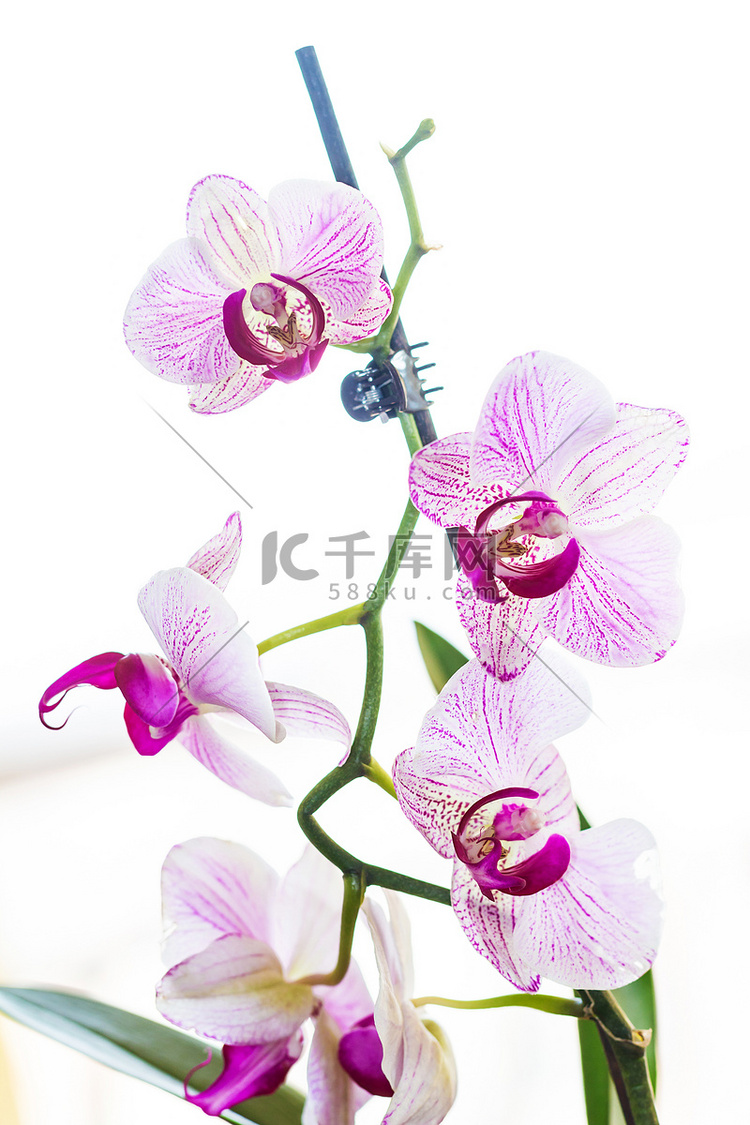 兰花高清摄影大图-千库网