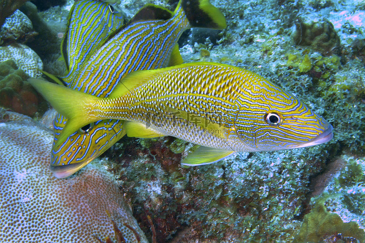 White Grunt，加勒比海，Playa Giron，古巴高清摄影大图-千库网