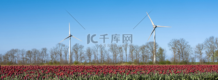 荷兰蓝天下的红色郁金香花田和风力涡轮机高清摄影大图-千库网