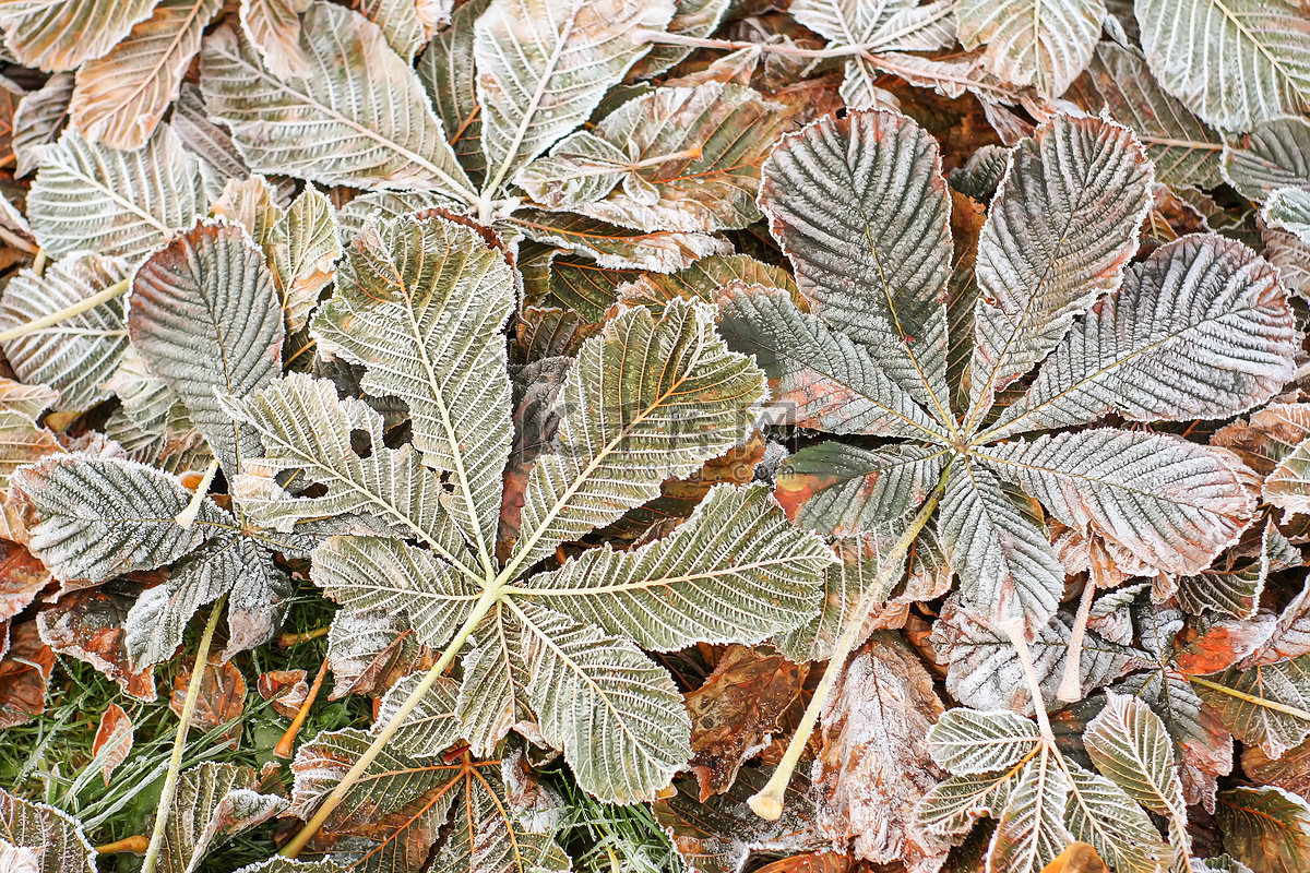 七叶树或欧洲七叶树落叶。高清摄影大图-千库网