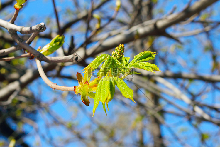 有春天芽的树枝高清摄影大图-千库网
