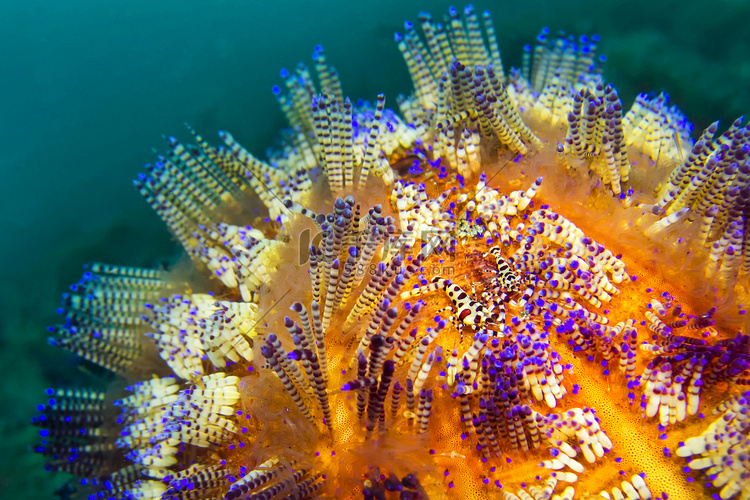 Variable Fire Urchin，蓝碧，北苏拉威西，印度尼西亚高清摄影大图-千库网
