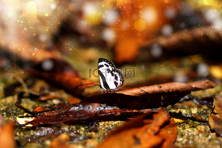 蝴蝶名称 Straight Pierrot (Caleta roxus)高清摄影大图-千库网