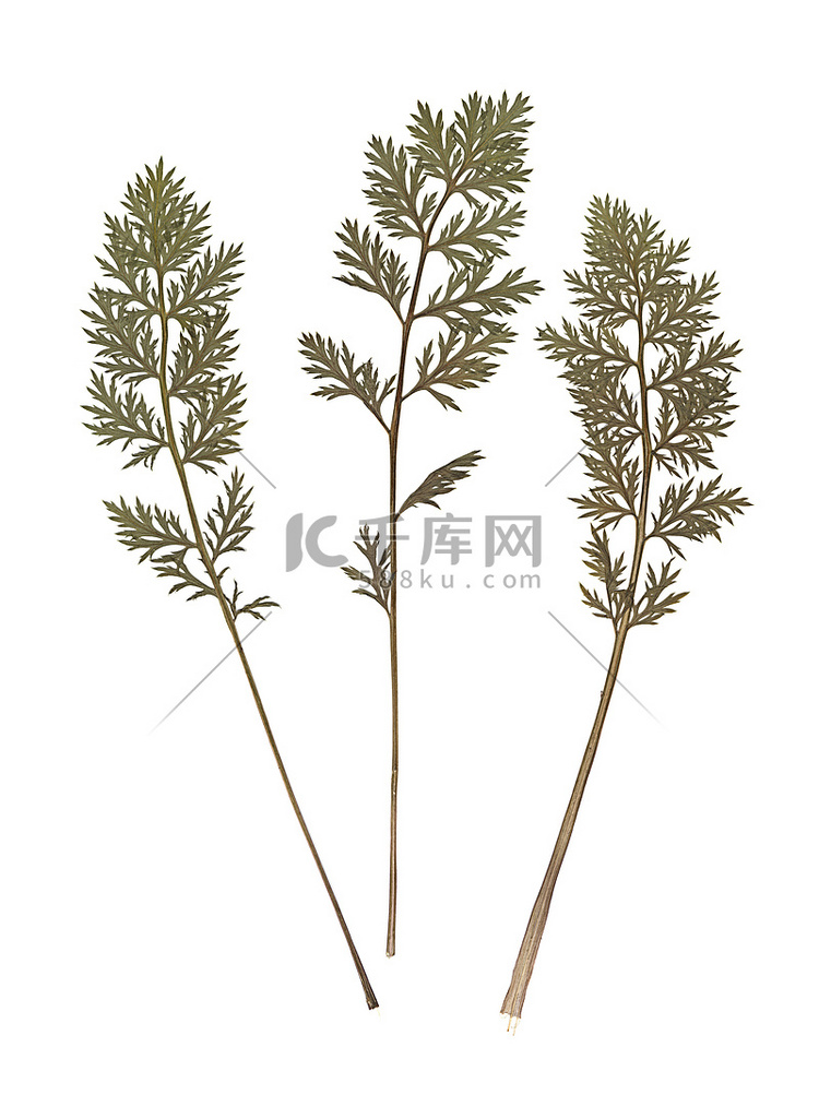 植物标本馆。高清摄影大图-千库网