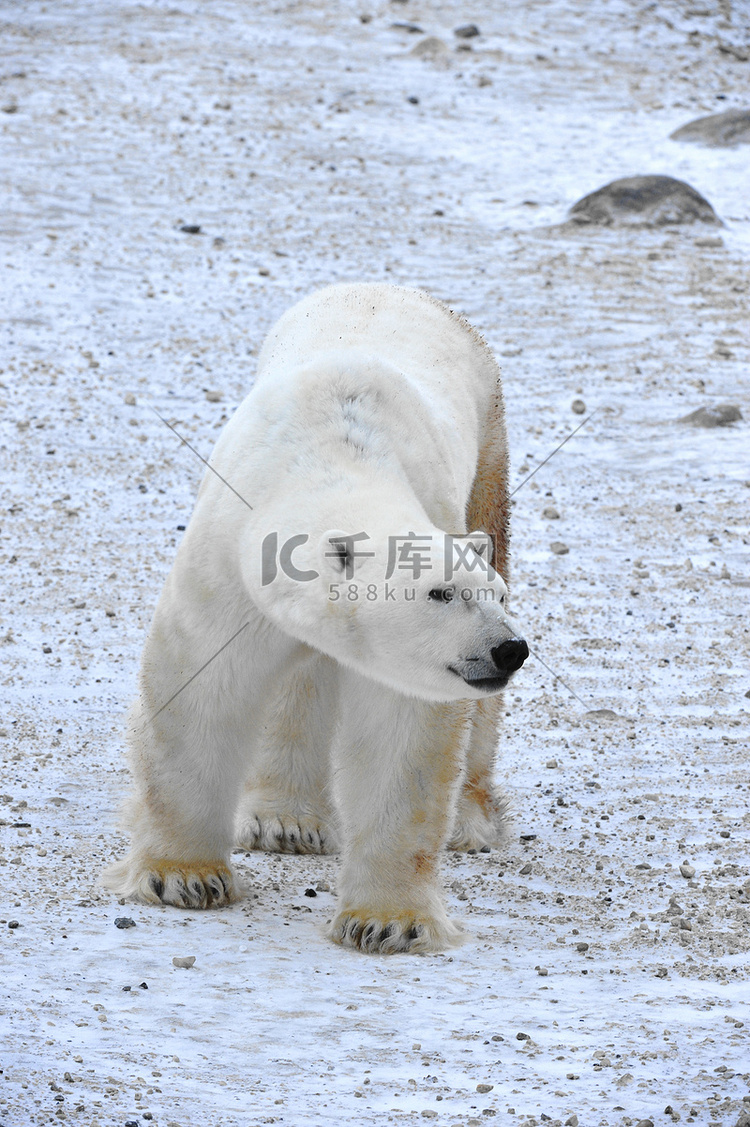 北极熊。高清摄影大图-千库网