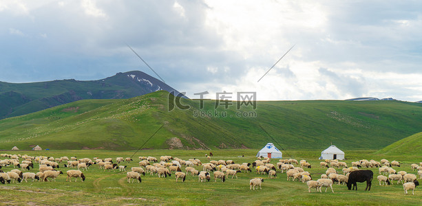 羊在草地上的照片。高清摄影大图-千库网