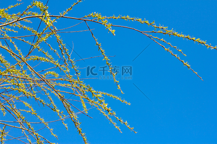 有春天芽的树枝高清摄影大图-千库网