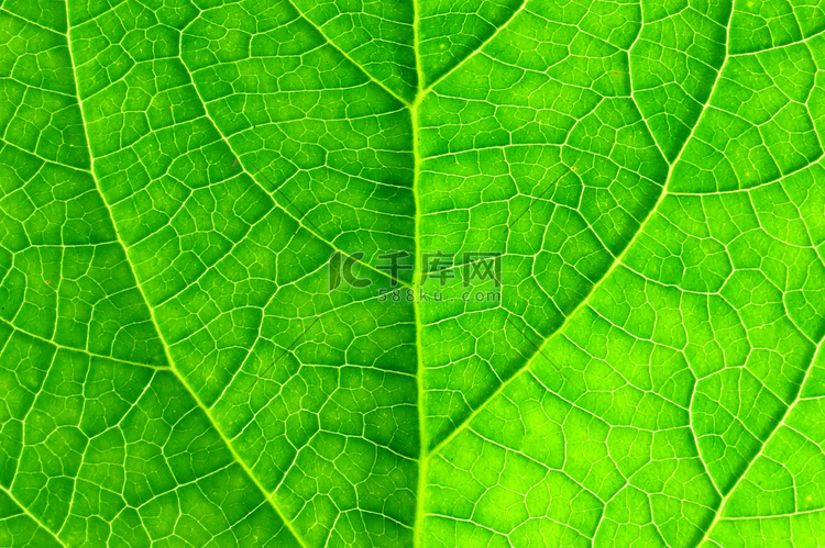 Glory Bower (Clerodendrum chinense (Osbeck) Mabb) 的绿叶高清摄影大图-千库网