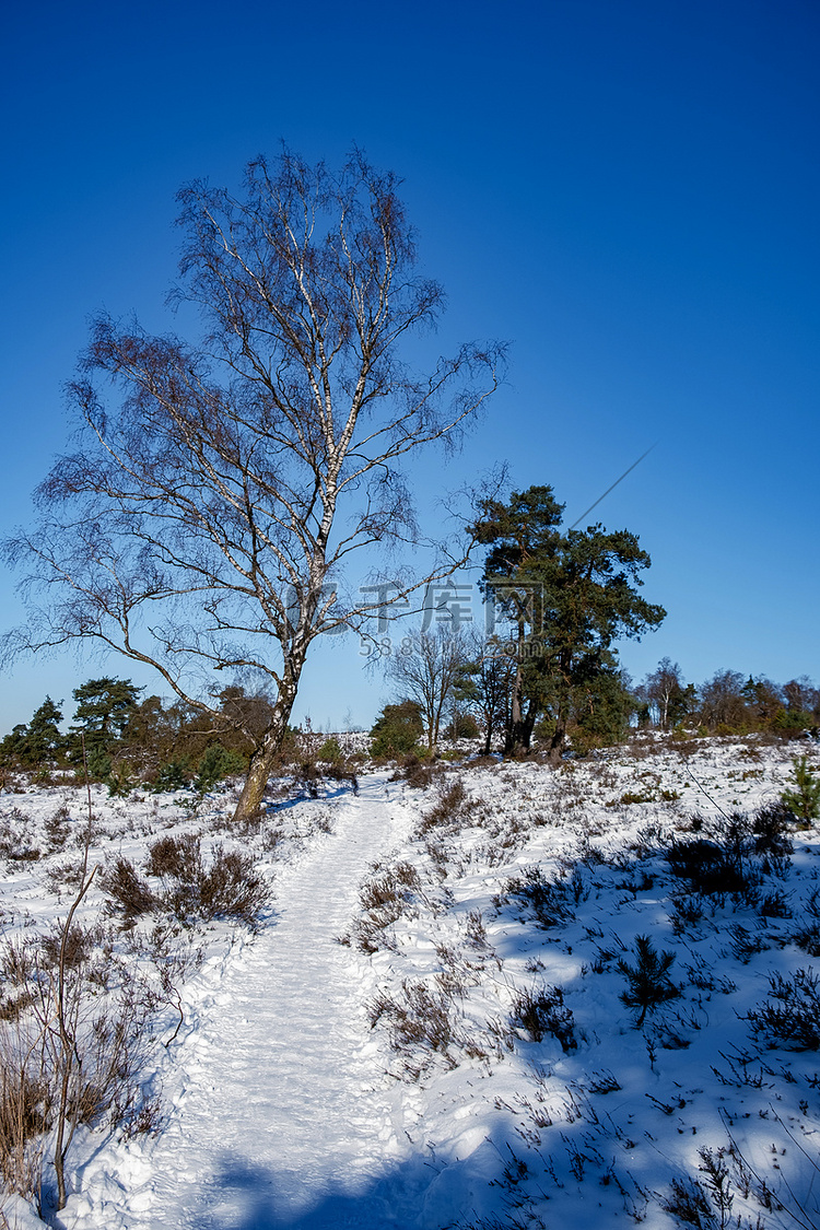 snwo 覆盖了 Sallandse Heuvelrug 的山丘，荷兰 Holten 附近的 Holterberg 的风景高清摄影大图-千库网