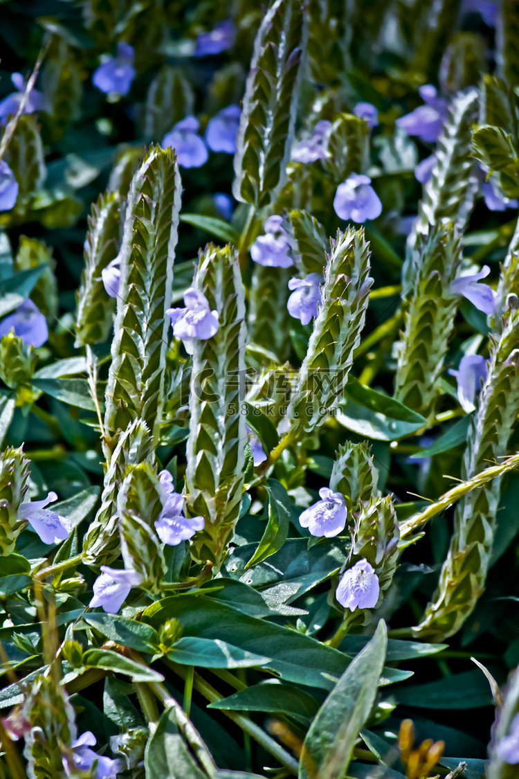 Comb Rungia, Rungia pectinata (L.), Nees Rungia pectinata高清摄影大图-千库网