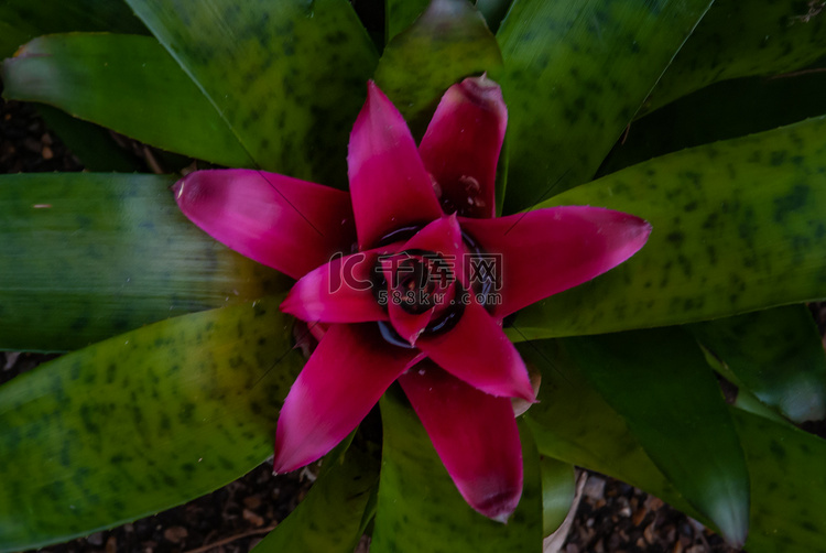 Nidularium rutilans 美丽的红色花朵在植物园里盛开。高清摄影大图-千库网