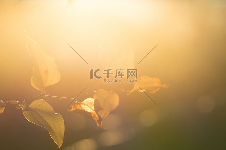 强逆光下攀缘植物的一根枝条高清摄影大图-千库网