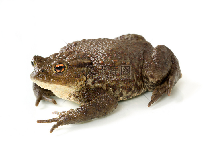 普通蟾蜍，bufo bufo，孤立高清摄影大图-千库网
