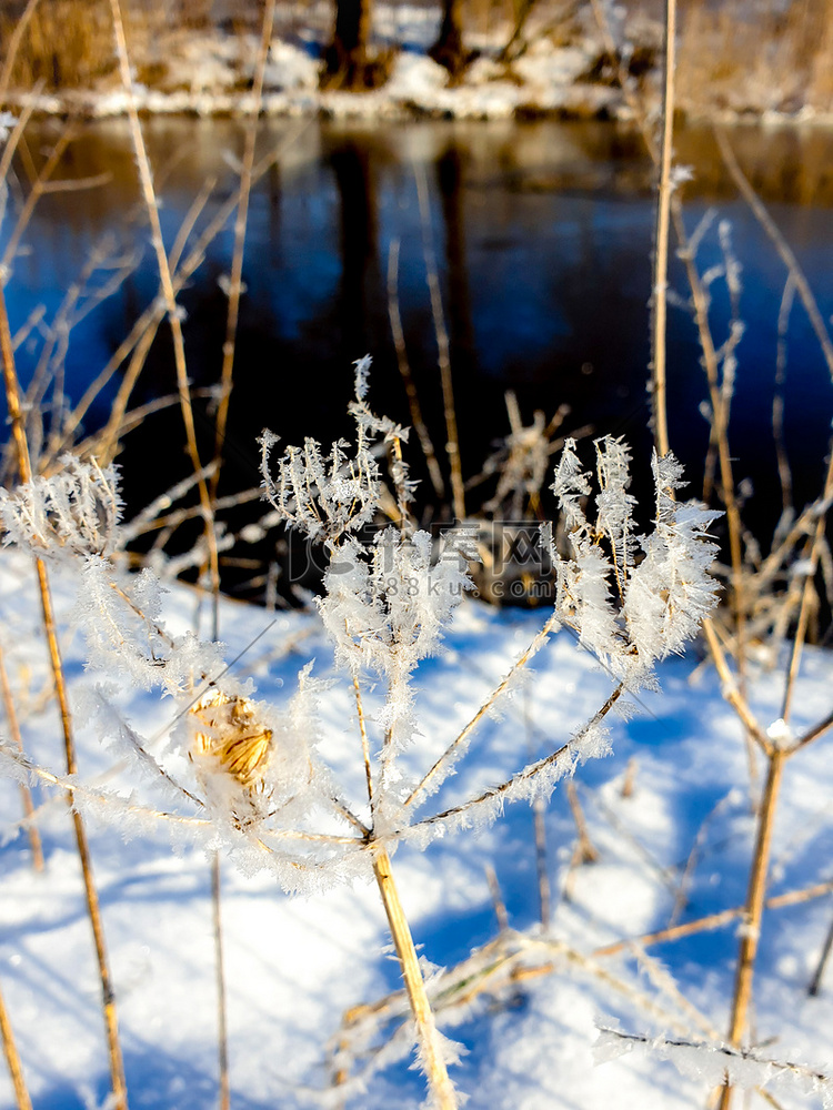 Holterberg Holten Overijssel 在荷兰冬季天气期间覆盖的 Sallandse Heuvelrug 自然公园雪高清摄影 ...