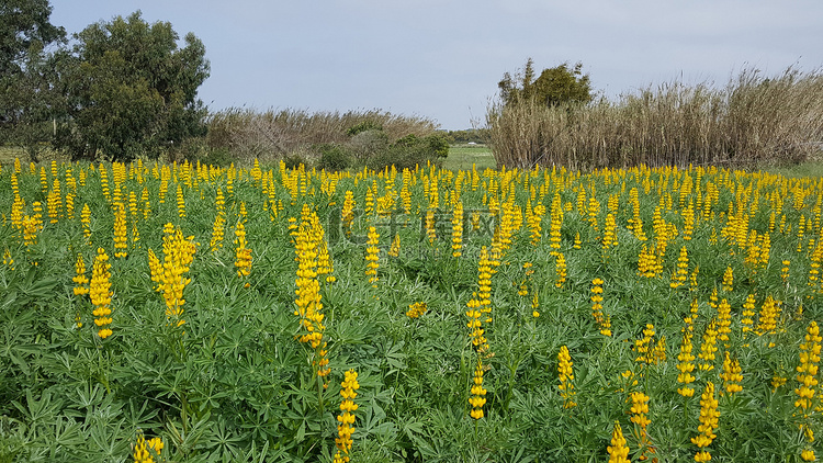 与黄色羽扇豆的领域高清摄影大图-千库网