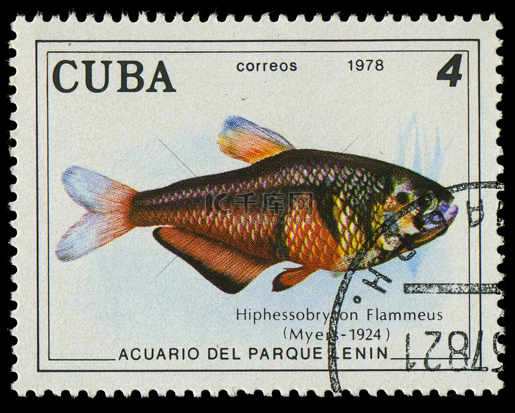 “CUBA-CIRCA 1978：古巴印刷的邮票显示 Hiphessobrypon Flammeus，大约 1978 年”高清摄影大图-千库网