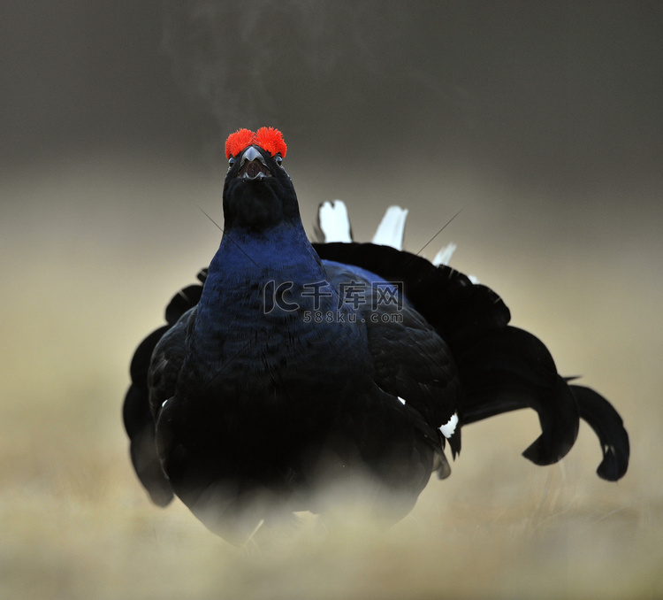 Lekking 黑松鸡 (Lyrurus tetrix)。高清摄影大图-千库网