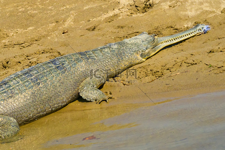 Gharial, Gavial, 皇家巴迪亚国家公园, 尼泊尔高清摄影大图-千库网