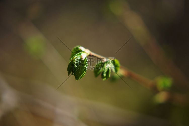 离焦背景下春芽的特写高清摄影大图-千库网