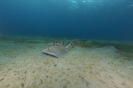 扇尾黄貂鱼 (pastinachus sephen) 红海。高清摄影大图-千库网