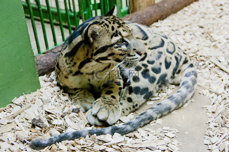 云豹 (neofelis nebulosa)高清摄影大图-千库网