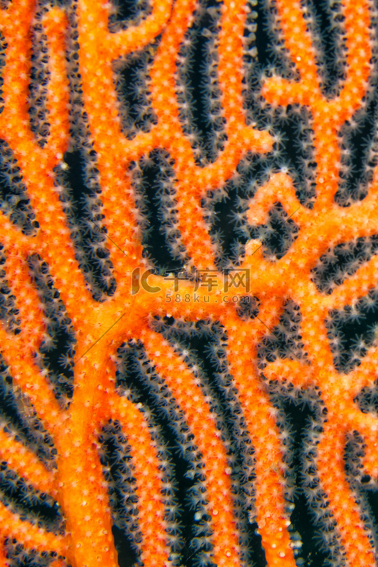 Sea Fan, Sea Whips, 蓝碧, 北苏拉威西, 印度尼西亚高清摄影大图-千库网
