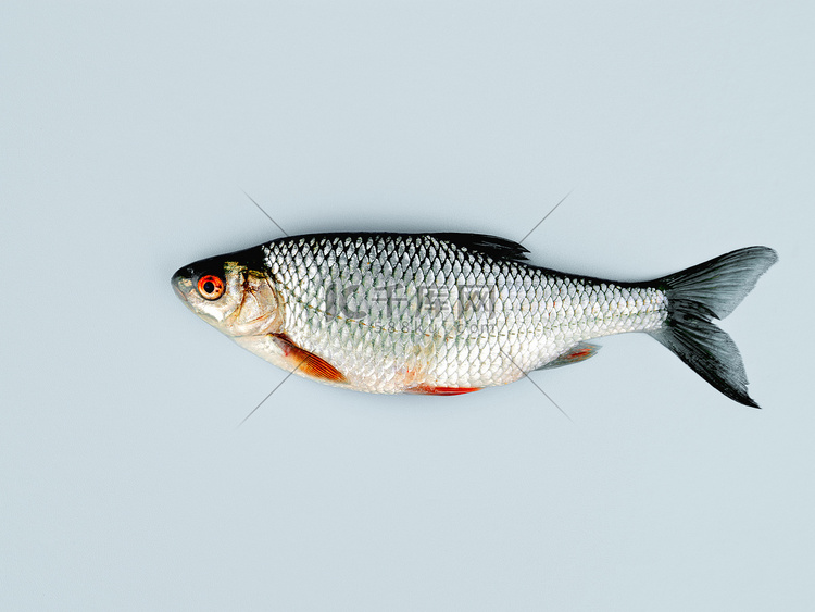 红眼睛、红黑鳍的鱼躺在淡蓝色的表面上高清摄影大图-千库网
