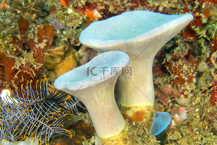 皮革珊瑚，Lembeh，北苏拉威西岛，印度尼西亚高清摄影大图-千库网