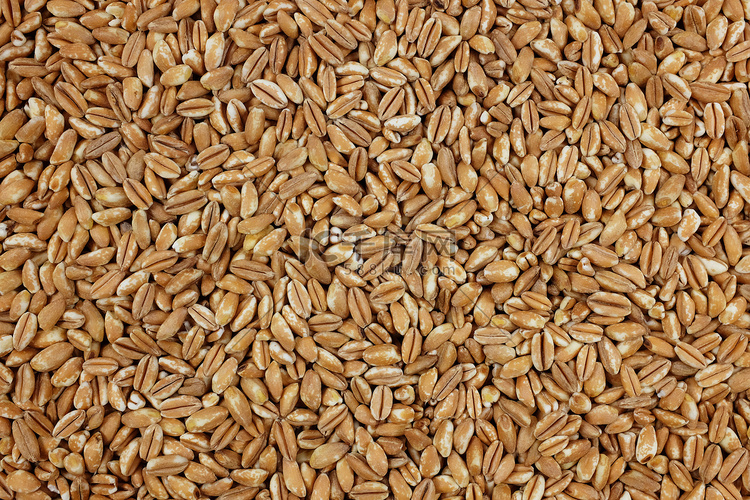 Farro dicocco，或意大利拼写，背景高清摄影大图-千库网