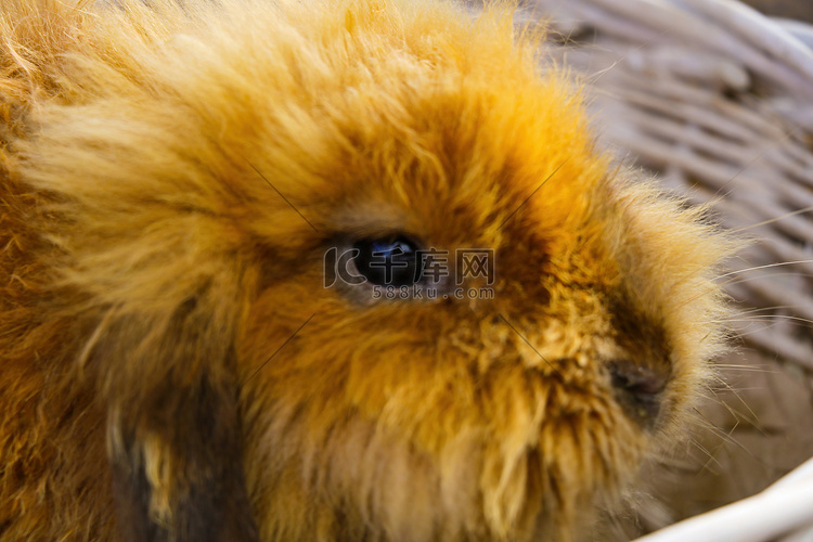 篮子里放着一只姜黄色兔子的景色。高清摄影大图-千库网