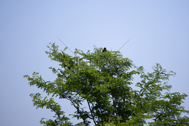 雄性红翅黑鸟高清摄影大图-千库网