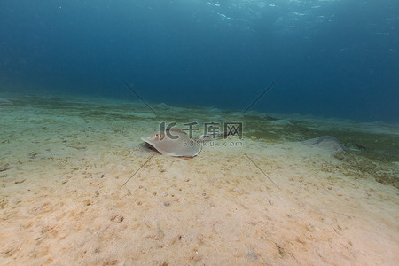 扇尾黄貂鱼 (pastinachus sephen) 红海。高清摄影大图-千库网