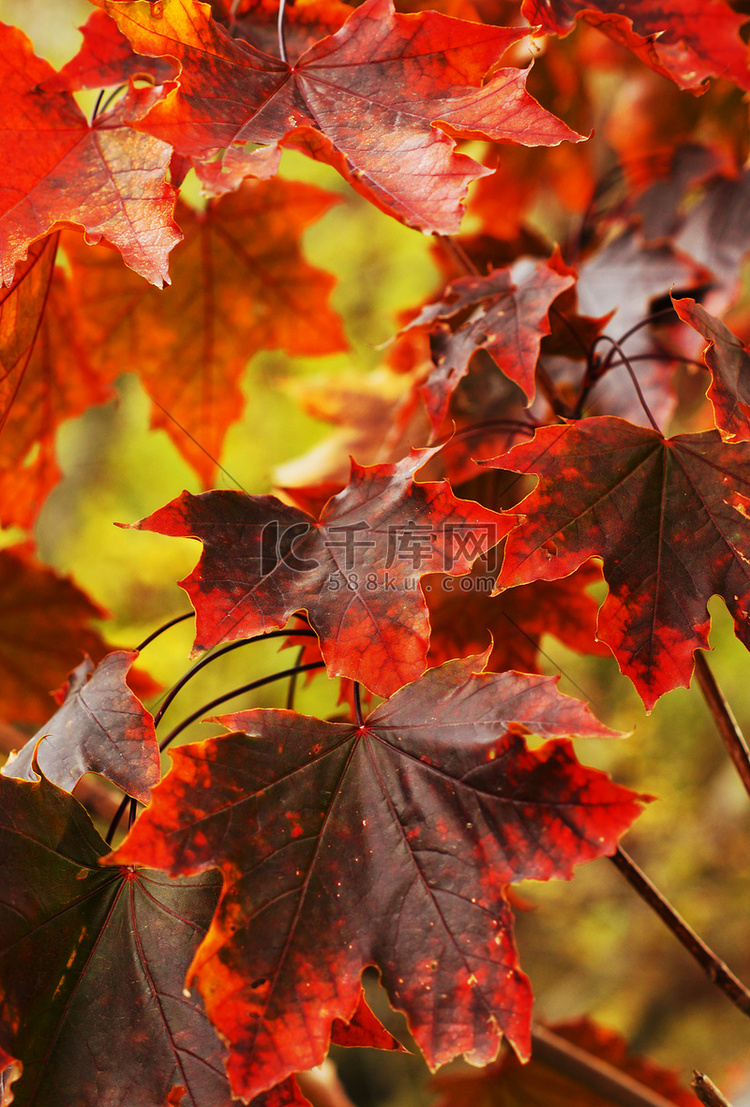 加拿大红枫叶特写高清摄影大图-千库网