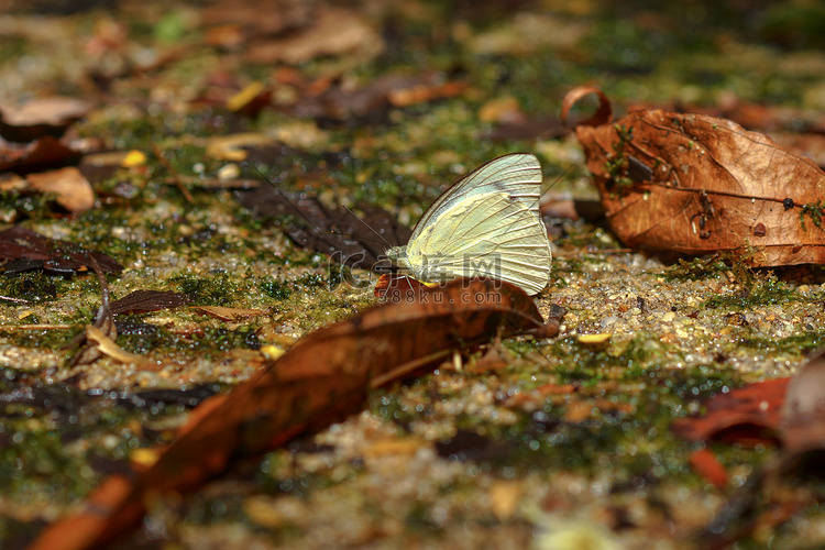 蝴蝶名称 Straight Pierrot (Caleta roxus)高清摄影大图-千库网