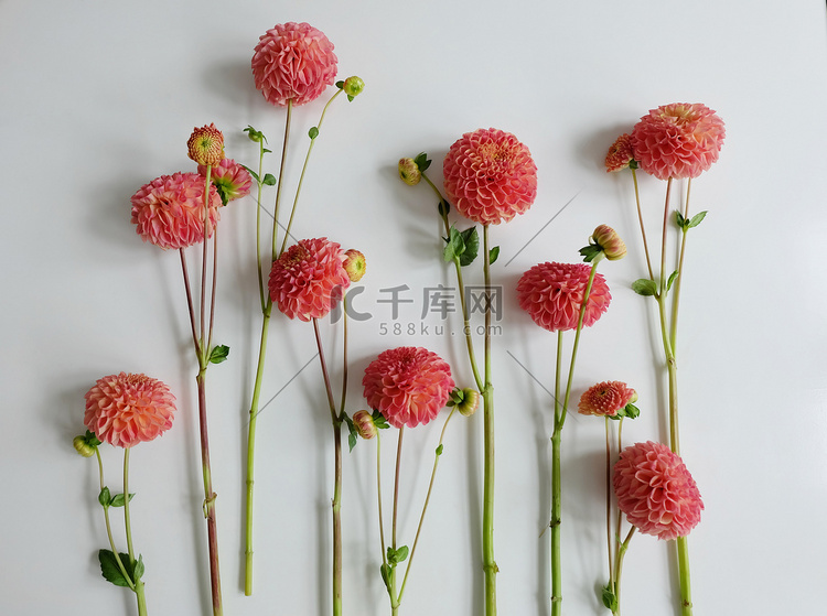 橙色大丽花高清摄影大图-千库网