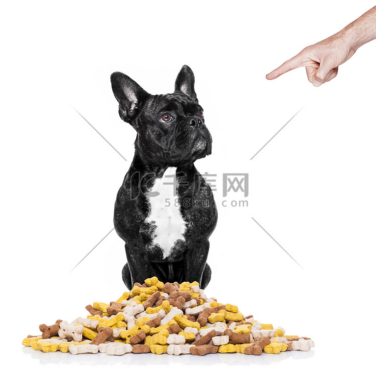 饿狗高清摄影大图-千库网