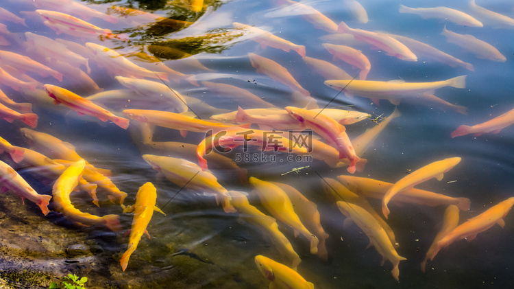 水面背景上的金鳟鱼。高清摄影大图-千库网