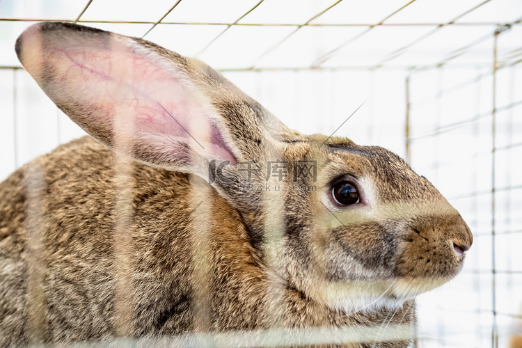 农场牢房里的兔子或兔子高清摄影大图-千库网