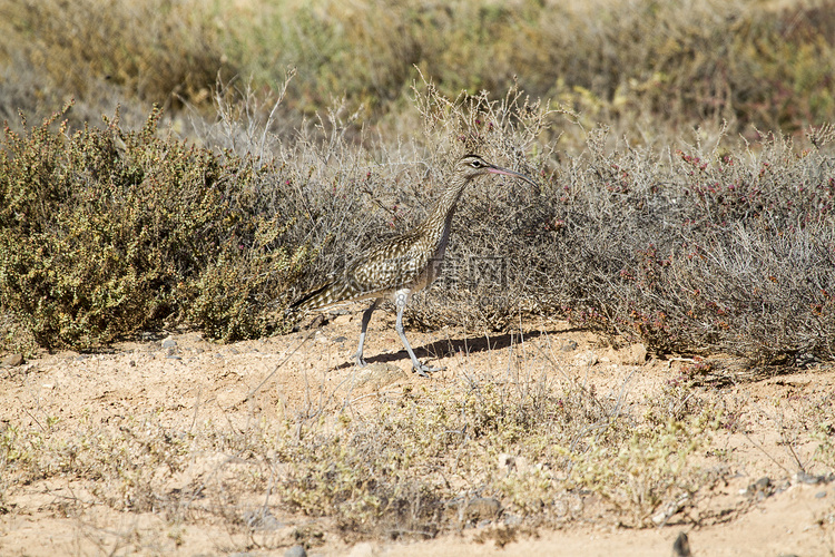 Whimbrel (Numenius Phaeopus)高清摄影大图-千库网