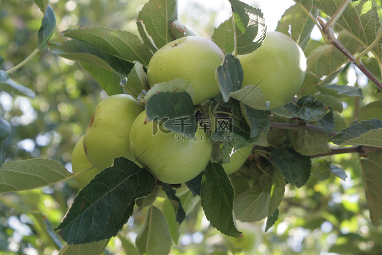 树上的苹果高清摄影大图-千库网