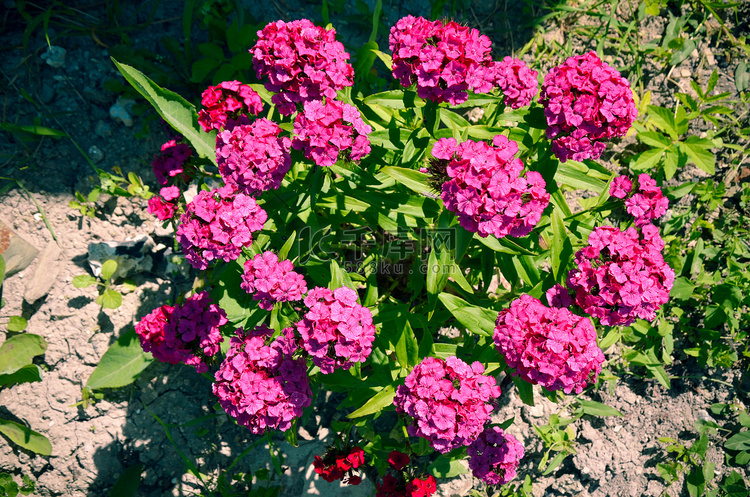 有玫瑰 campion Lychnis coronaria 的花圃高清摄影大图-千库网