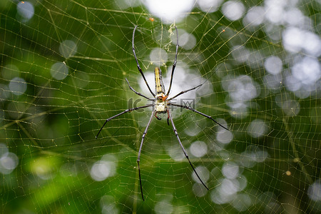 Spider Nephila Maculata 的图像，Gaint Long-jawed Orb-weaver (f高清摄影大图-千库网
