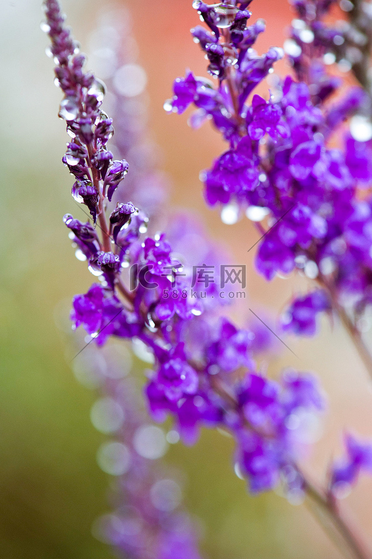 靠墙的 Levander Fields高清摄影大图-千库网