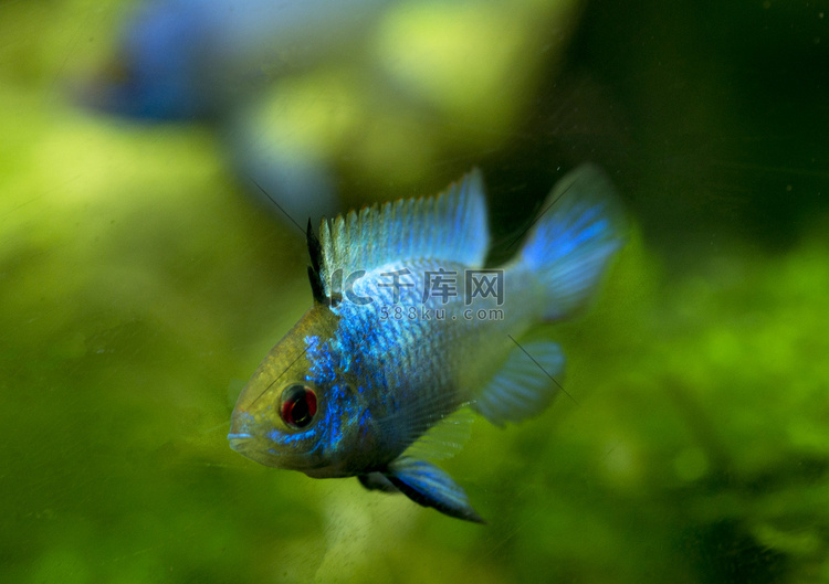 Microgeophagus Ramirezi 电蓝色高清摄影大图-千库网
