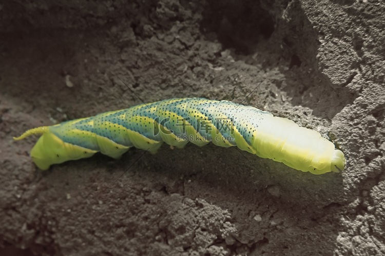 Deaths Head Hawkmoth (Acherontia atropos) 毛虫高清摄影大图-千库网