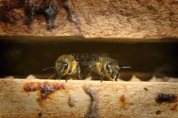 蜂巢中的蜜蜂高清摄影大图-千库网