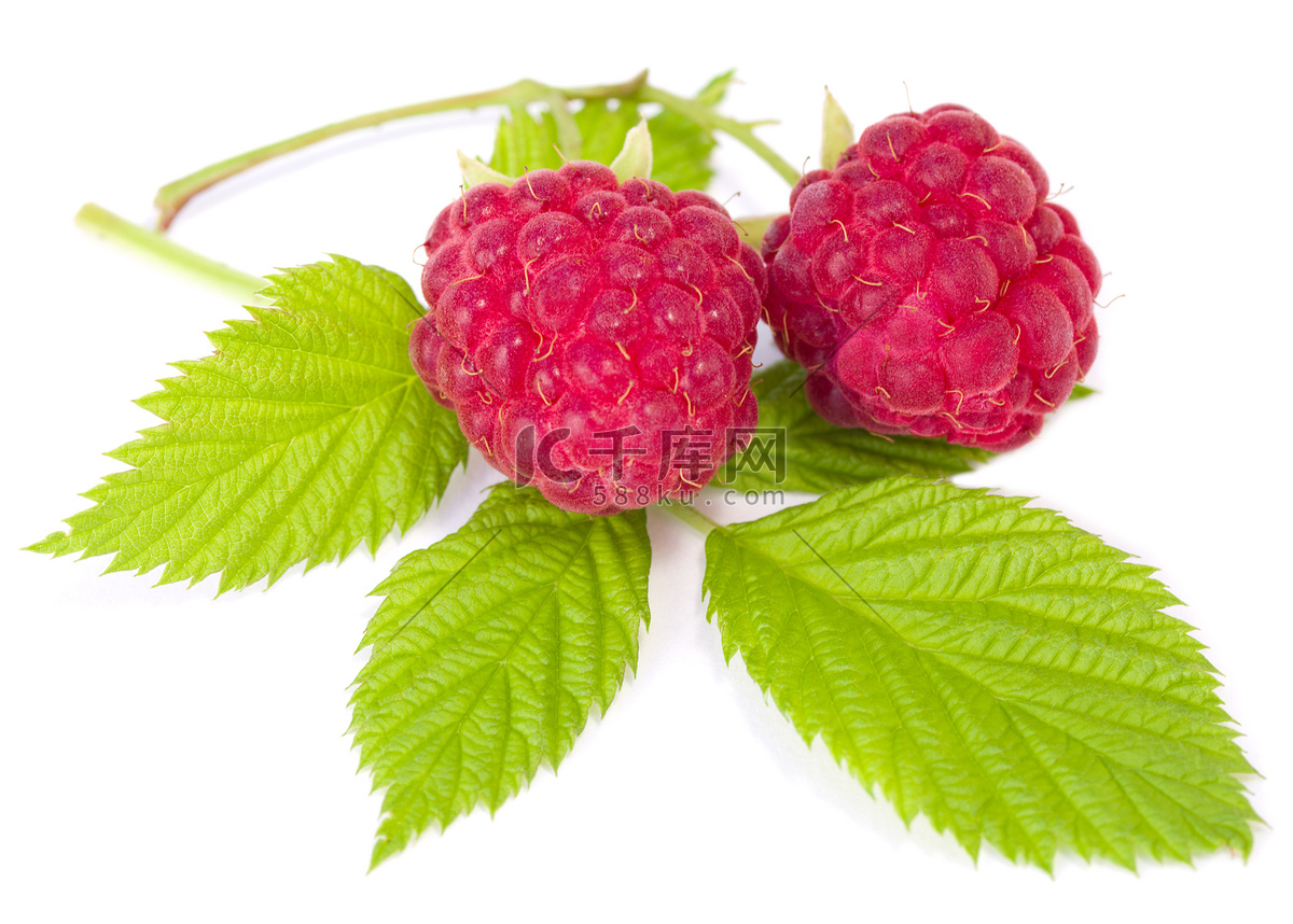 两个成熟覆盆子的分支高清摄影大图-千库网