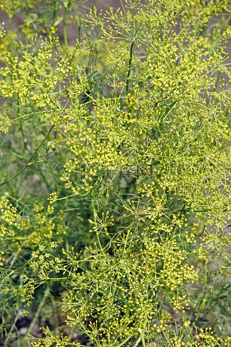 Fennel, Sweet fennel, 佛罗伦萨茴香, Fennel, Foeniculum vul高清摄影大图-千库网