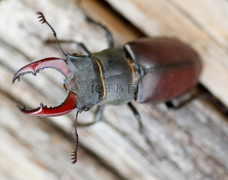 Lucanus 鹿 - 鹿角甲虫高清摄影大图-千库网
